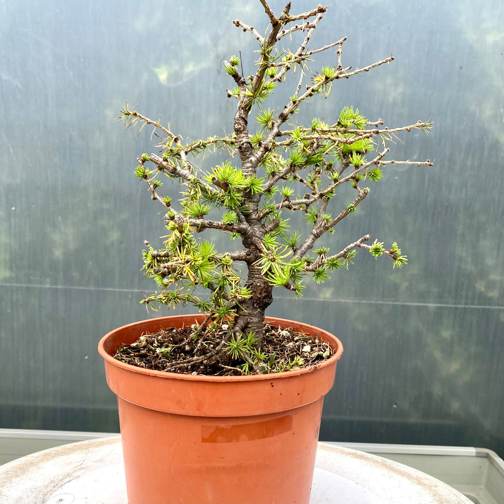 Larix bonsai yamadori LS180 - Bonsai bomen - Bonsaihobby