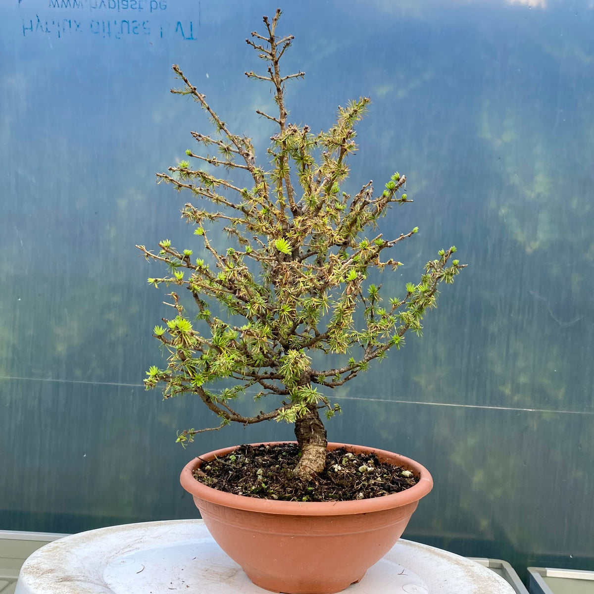 Larix bonsai yamadori LS181 - Bonsai bomen - Bonsaihobby